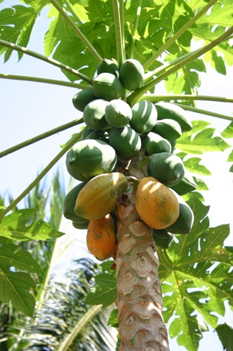 Papaya Golden – 0762 655 255