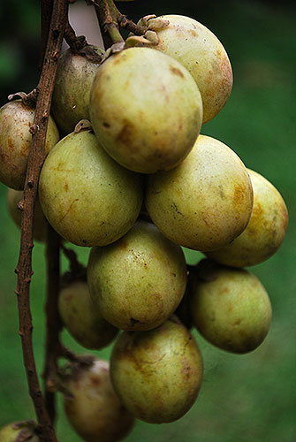 Kadugoda – 0762 655 255