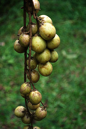 Kadugoda – 0762 655 255