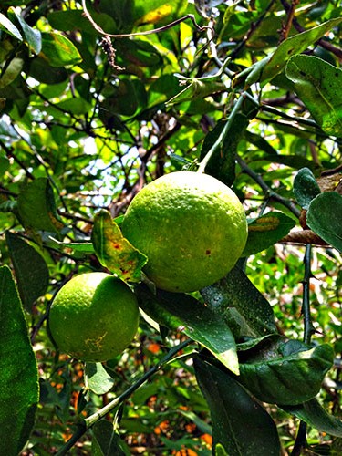 Lime (wild) 500g – 0762 655 255