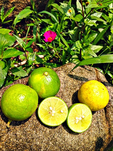 Lime (wild) 500g – 0762 655 255