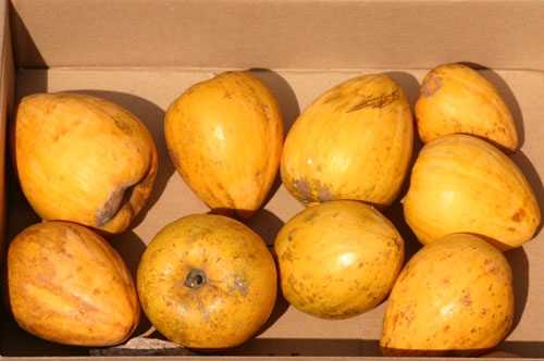 Yellow Sapote (ලාවුලු) 1kg – 0762 655 255