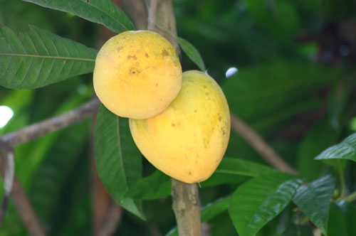 Yellow Sapote (ලාවුලු) 1kg – 0762 655 255