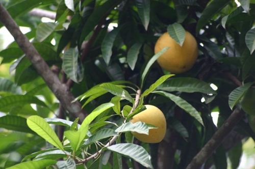 Yellow Sapote (ලාවුලු) 1kg – 0762 655 255