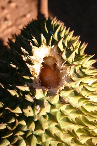 Durian (wild) – 0762 655 255