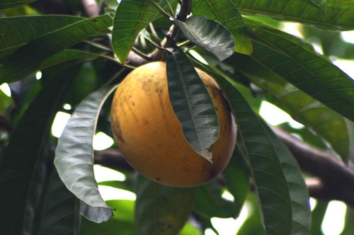 Yellow Sapote (ලාවුලු) 1kg – 0762 655 255