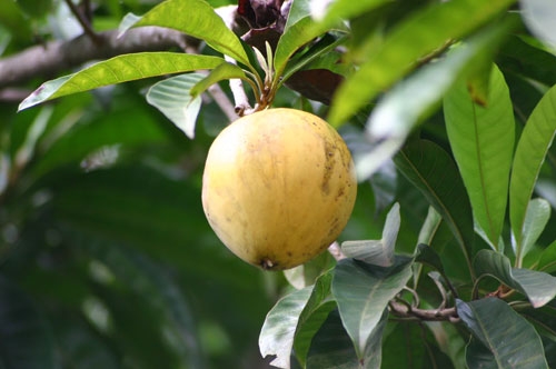 Yellow Sapote (ලාවුලු) 1kg – 0762 655 255