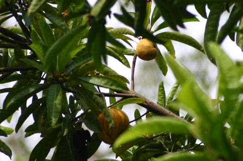 Yellow Sapote (ලාවුලු) 1kg – 0762 655 255