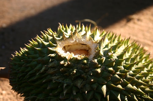 Durian (wild) – 0762 655 255