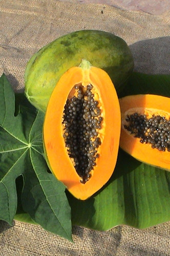 Papaya Golden – 0762 655 255