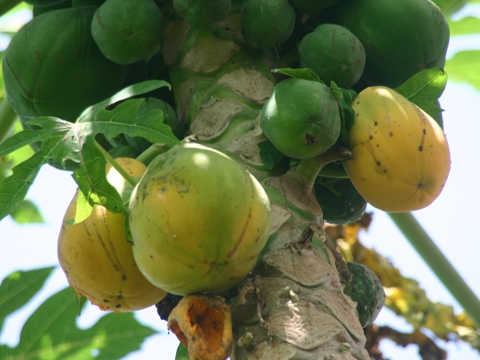 Papaya Golden – 0762 655 255